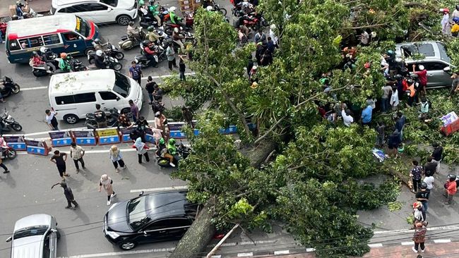 1 Pohon Besar Tumbang Menimpa 3 Mobil,Becak, Motor Dan Becak | PORTAL ...